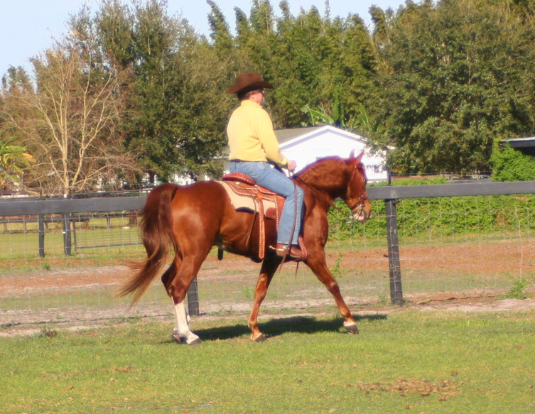 Kansas Kowboy – Brandreth Farms